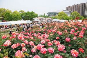 Fukuyama Rose Festival | Wa Sakura